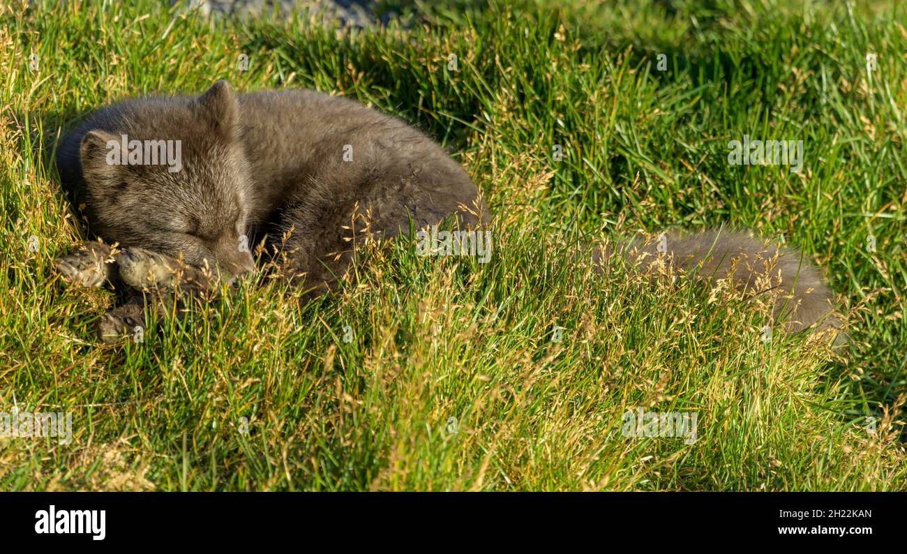 Sleeping young Arctic fox (Vulpes lagopus) or ice fox, Moeorudalur ...