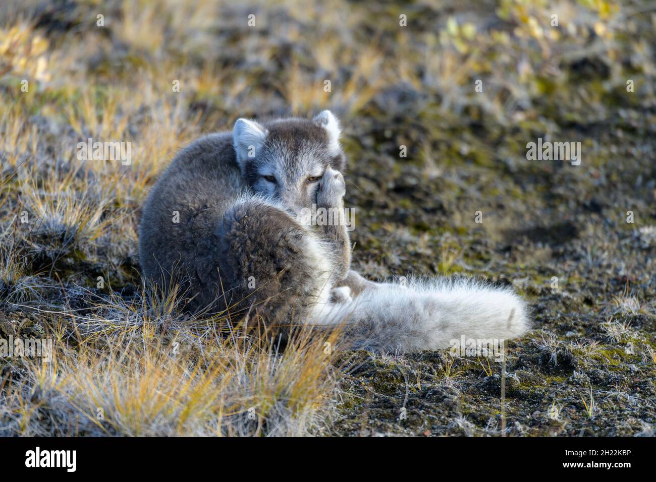 Young Arctic fox (Vulpes lagopus) or ice fox, Moeorudalur, Austurland ...