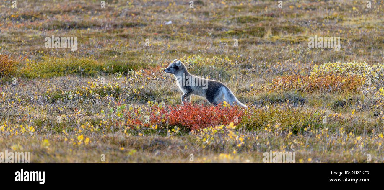 Young Arctic fox (Vulpes lagopus) or ice fox, Moeorudalur, Austurland ...