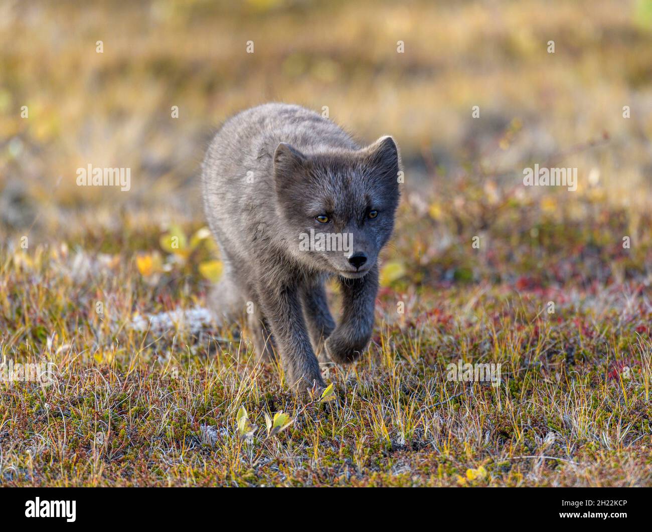 Young Arctic fox (Vulpes lagopus) or ice fox, Moeorudalur, Austurland ...