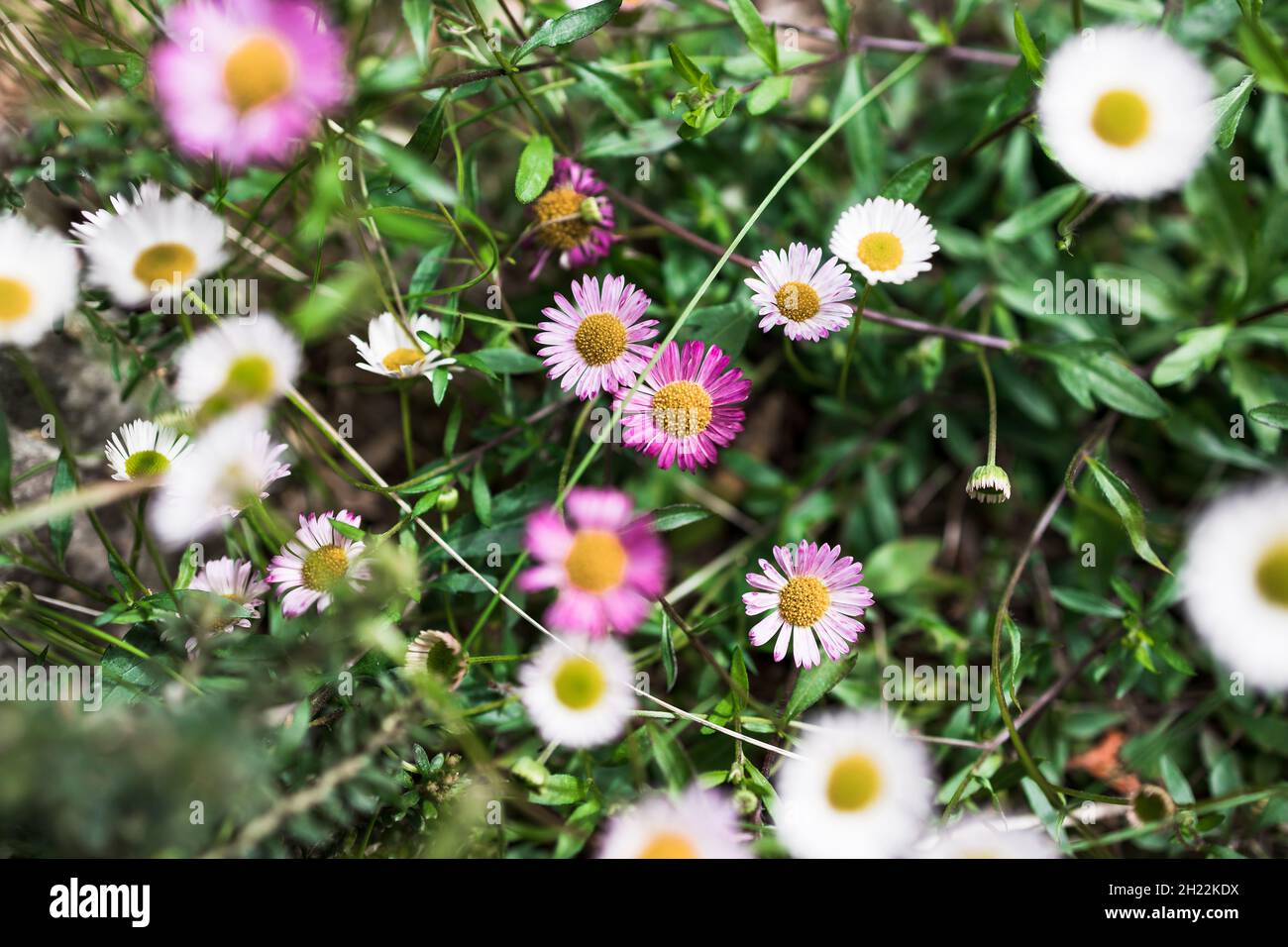 native Australian brachyscome Multifida Cut-Leafed Daisy plant with ...