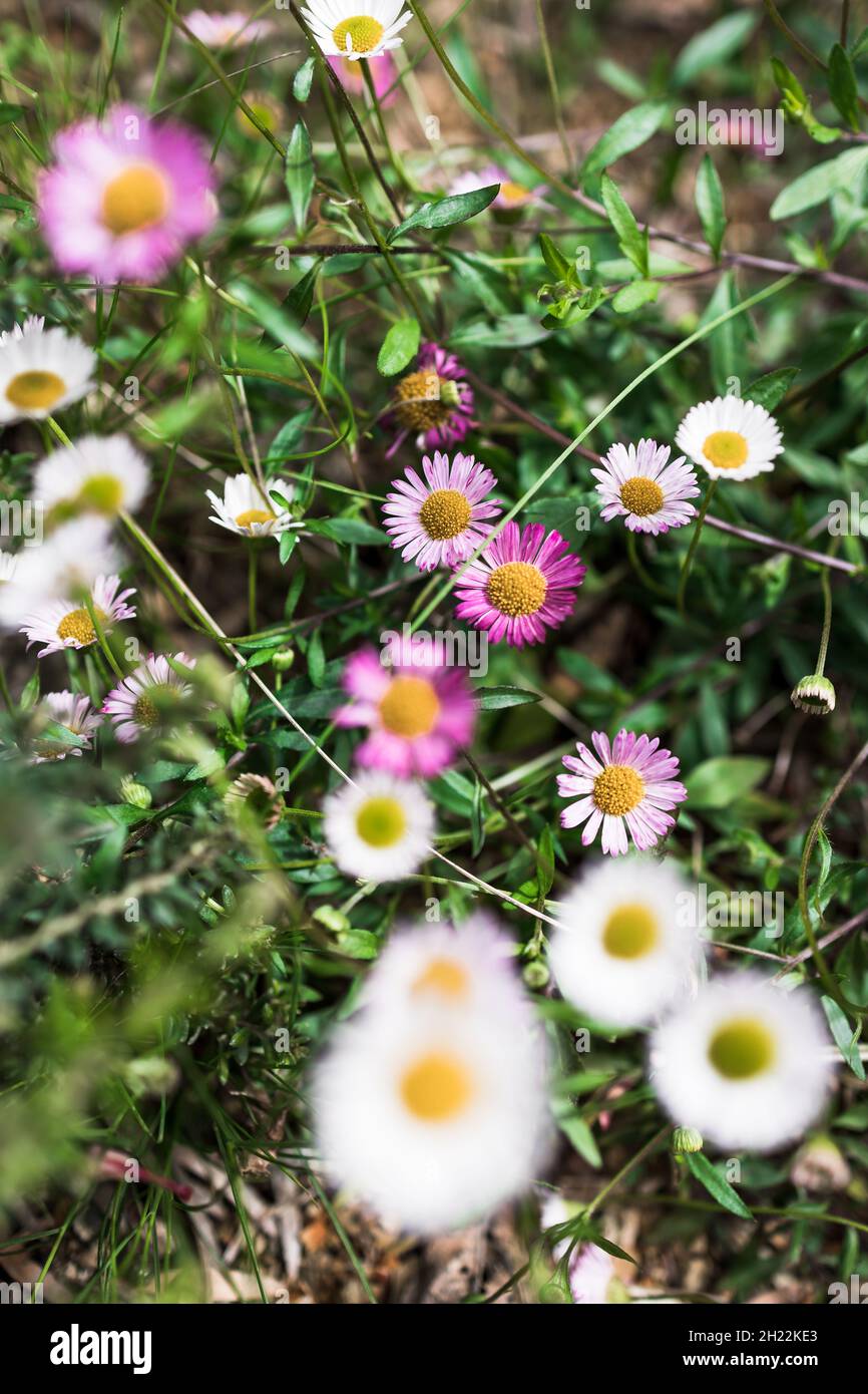 native Australian brachyscome Multifida Cut-Leafed Daisy plant with ...