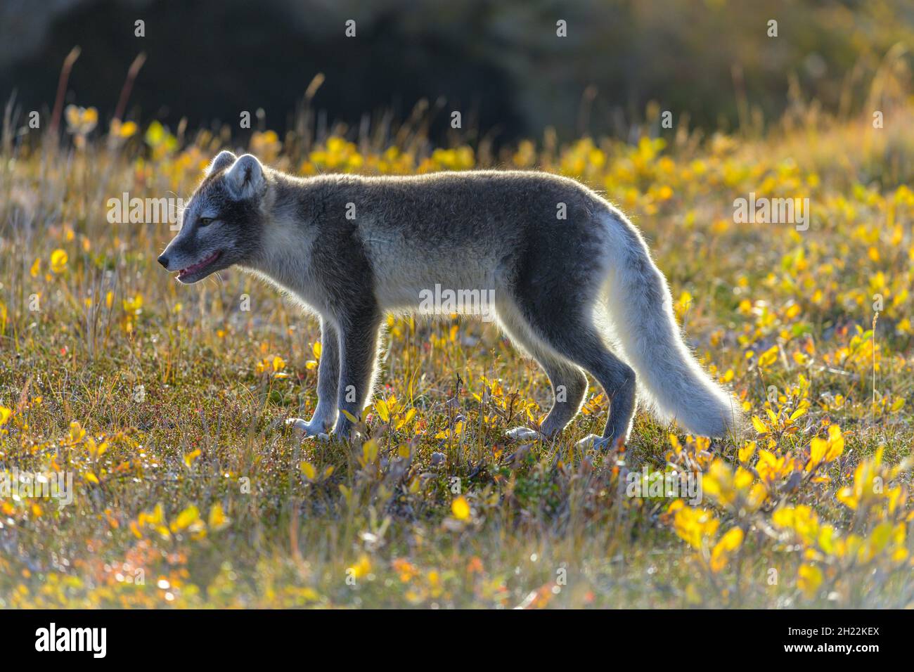 Young Arctic fox (Vulpes lagopus) or ice fox, Moeorudalur, Austurland ...