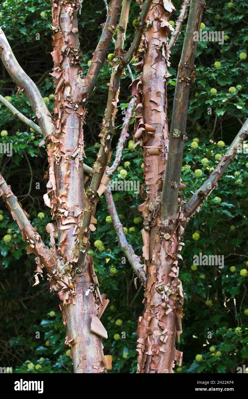 Paperbark maple (Acer griseum), trunk in front of common ivy (Hedera ...