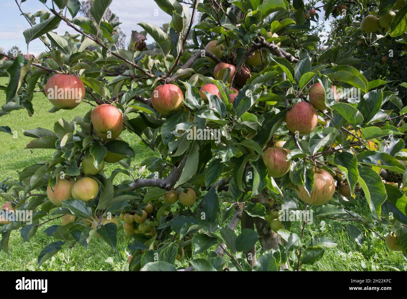 Apple tree (Malus), Baden-Wuerttemberg, Germany Stock Photo - Alamy