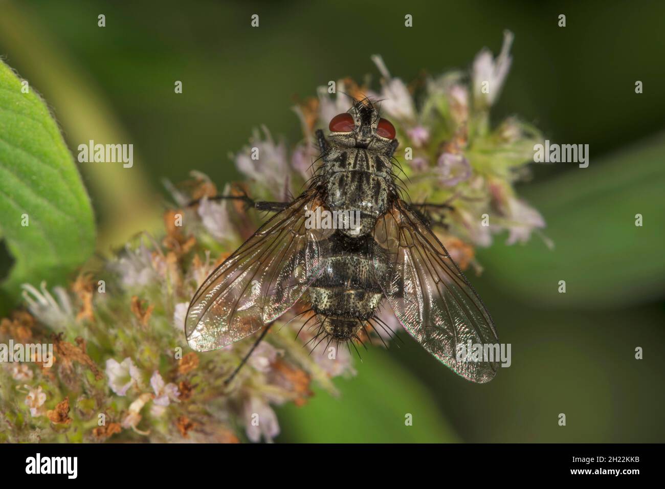 Parasitic fly (Exorista rustica) on horse mint (Mentha longifolia ...