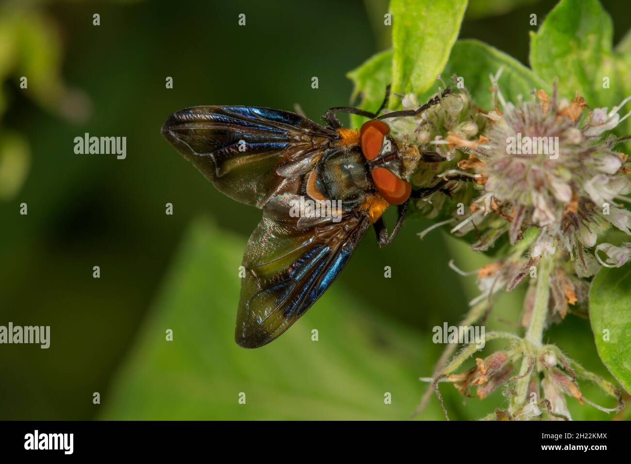 Tachinid Fly (Phasia hemiptera) male on horse mint (Mentha longifolia ...