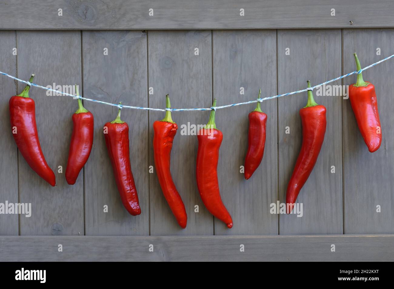 Red peppers hung to dry on string, Germany Stock Photo - Alamy