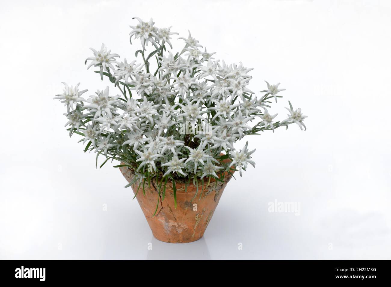 Flowering edelweiss in clay pot, Germany Stock Photo - Alamy