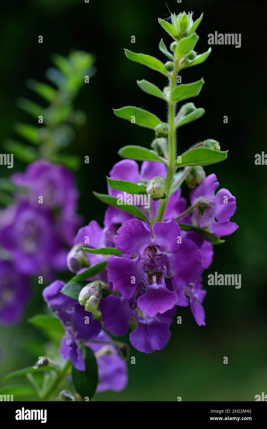 Flowering angelonia (Angelonia angustifolia), Germany Stock Photo - Alamy