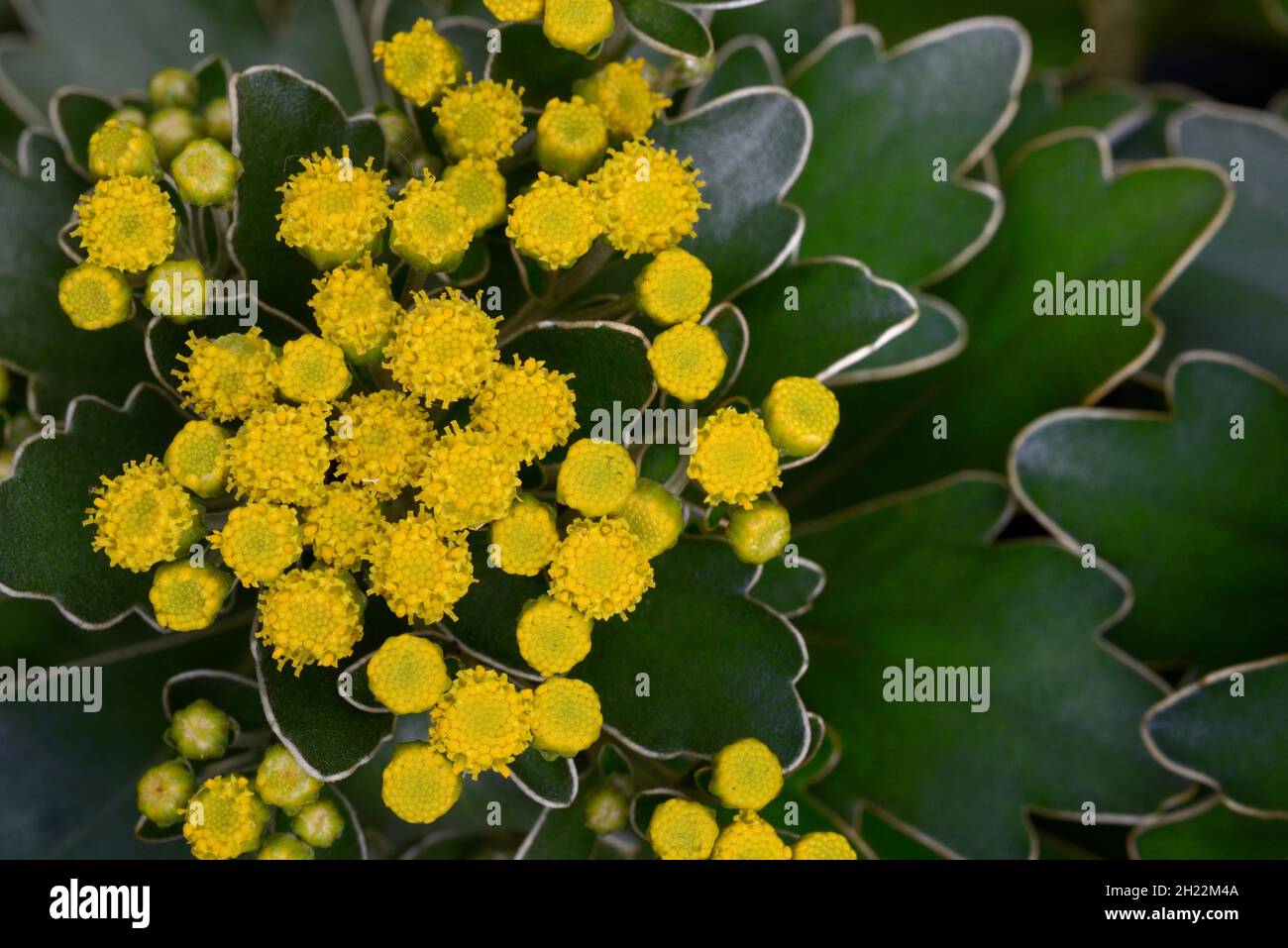 Silver-edged Chrysanthemum, Ajania, flowering Stock Photo - Alamy