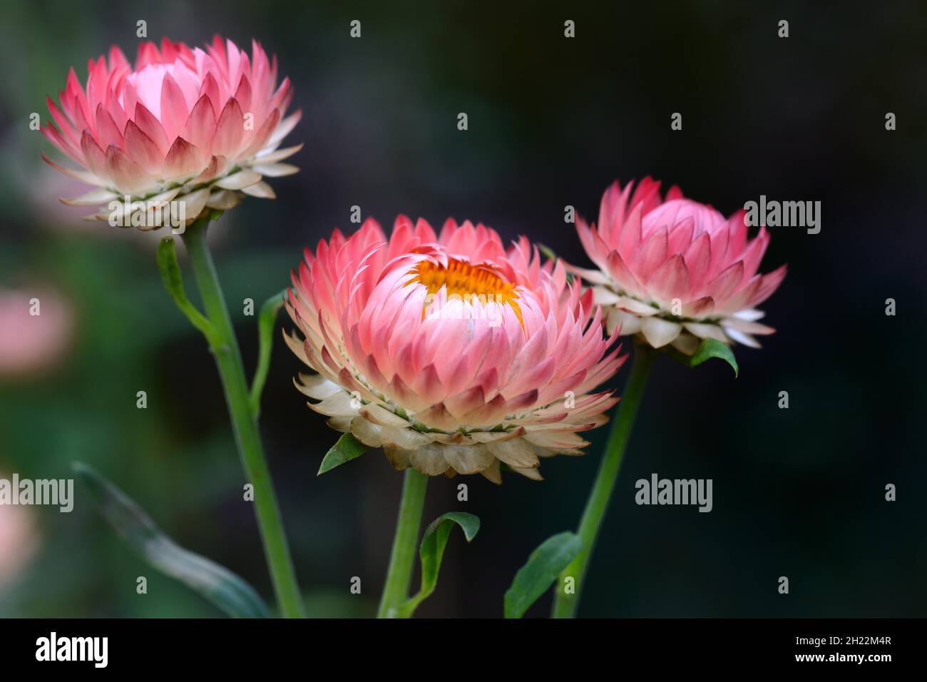 Flowering strawflowers, variety 'Roseum', pink, Germany Stock Photo - Alamy