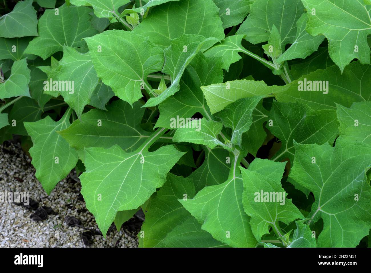 Leaves of the yacon plant, yacon (Smallanthus sonchifolius), Germany ...