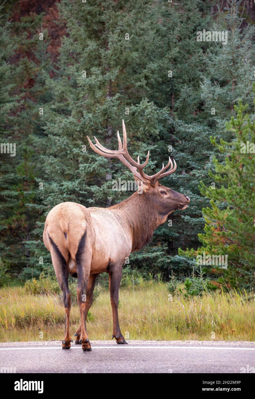 Bull deer hi-res stock photography and images - Alamy