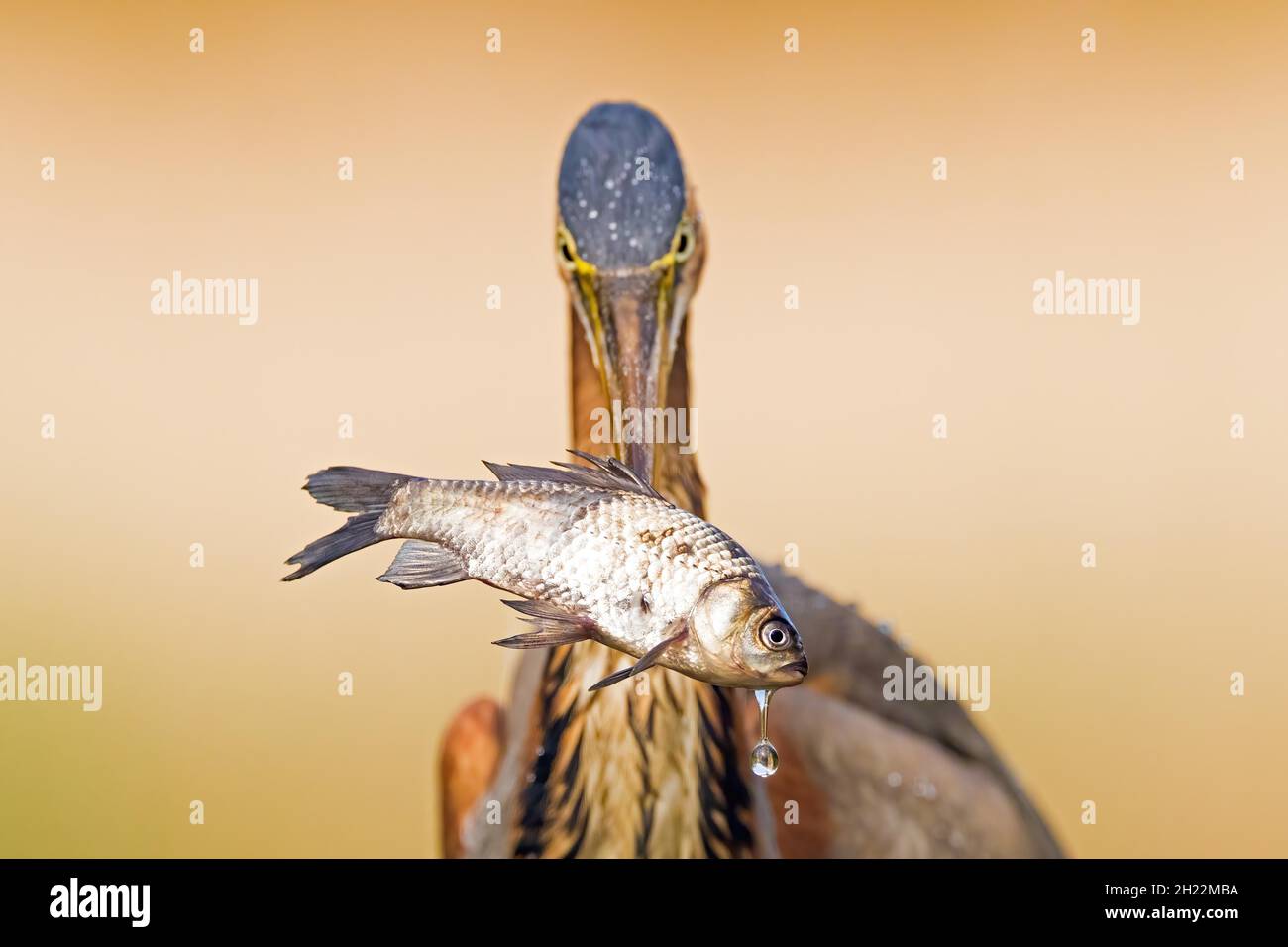 Purple heron (Ardea purpurea), captures a fish, Kiskunsag National Park ...