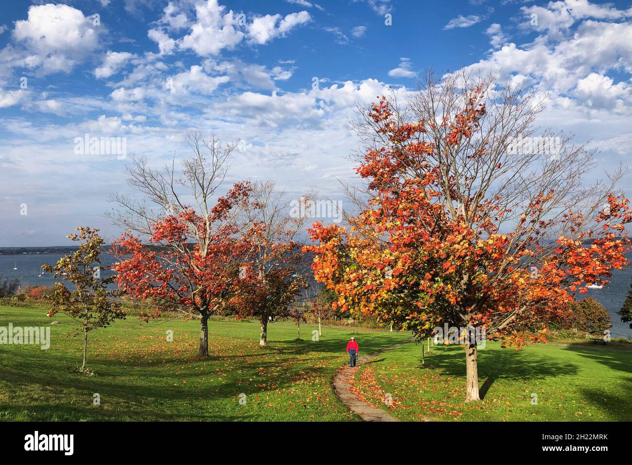 The leaves on the trees along the two-mile Eastern Promenade Trail in ...