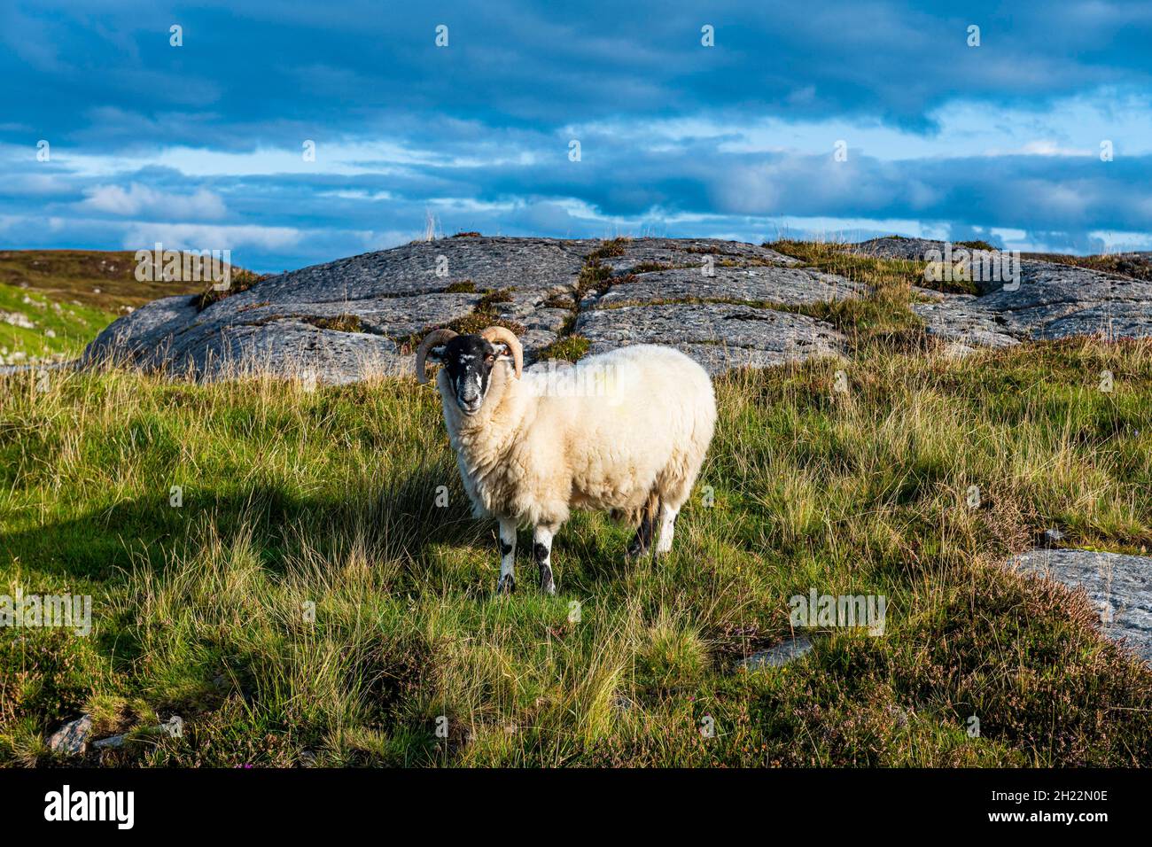 Scottland sheep, Isle of Lewis, Outer Hebrides, Scotland, UK Stock ...