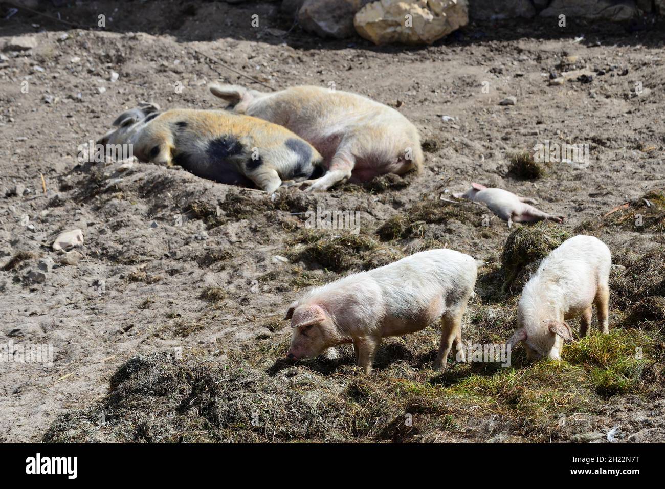 Titicaca wildlife hi-res stock photography and images - Alamy