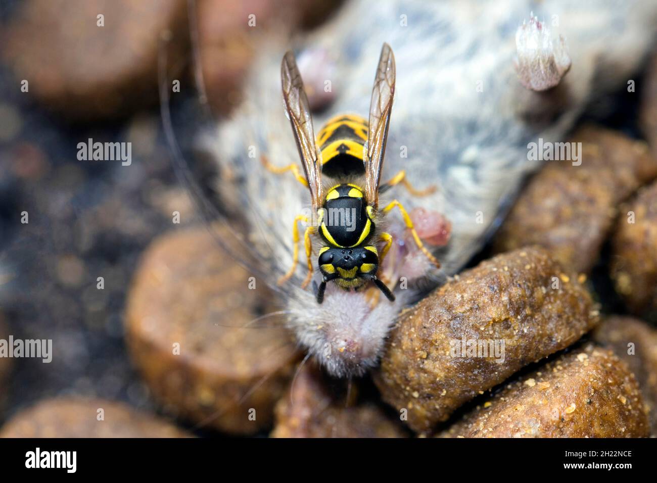 A Wasps (Vespinae) bites pieces of flesh from a dead House mouse (Mus ...