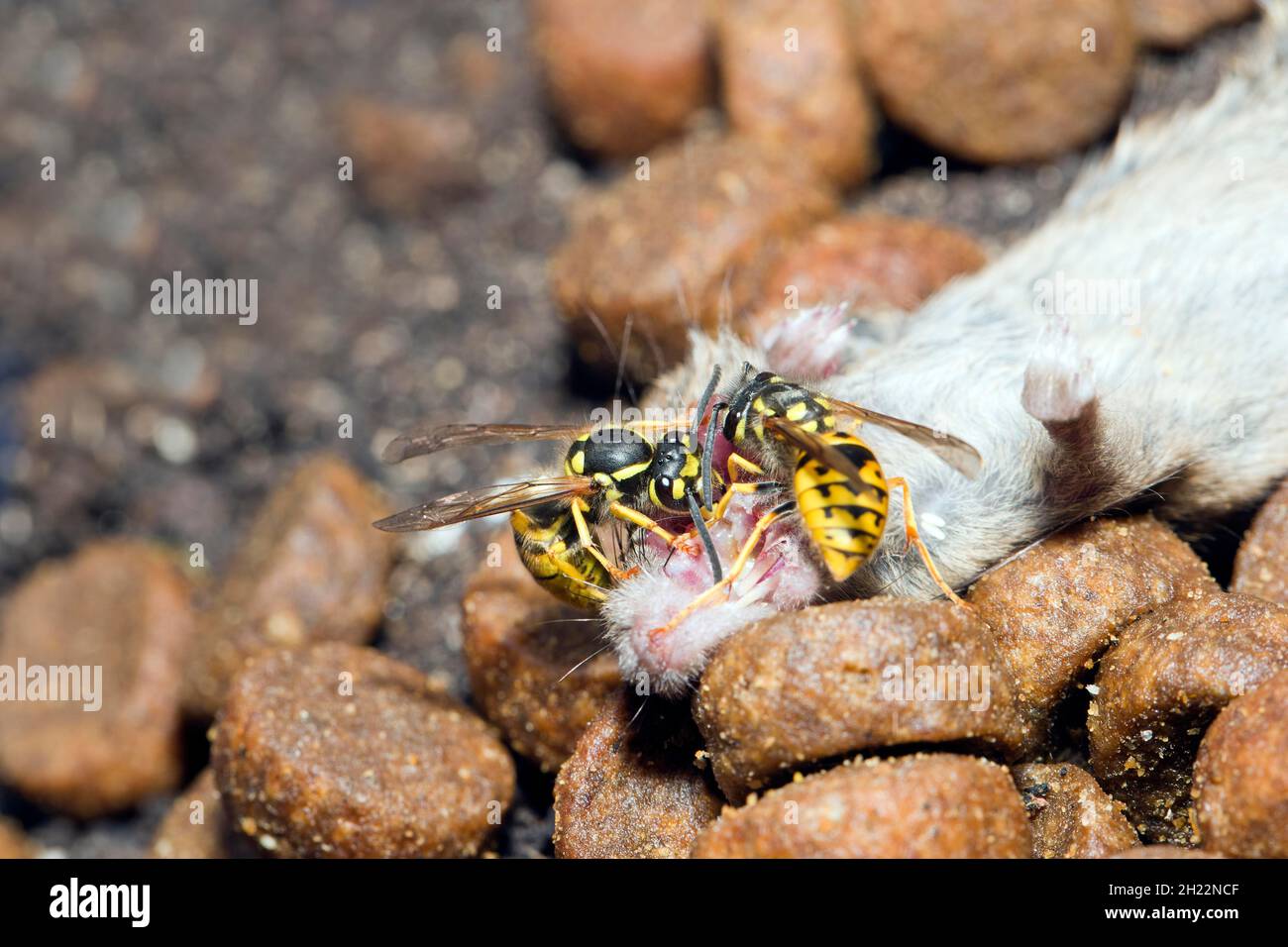 Two Wasps (Vespinae) bite pieces of flesh from a dead House mouse (Mus ...