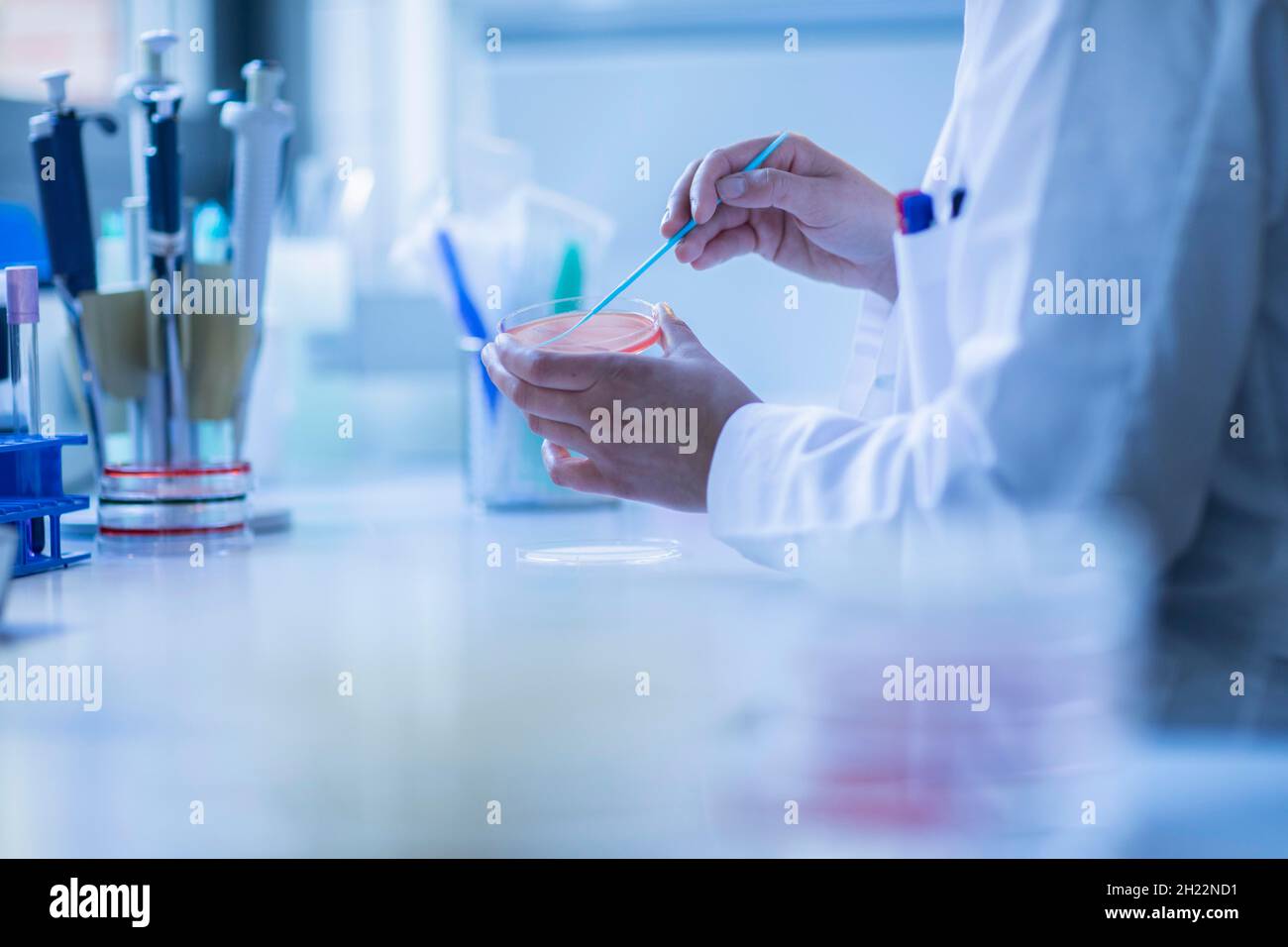 Lab technician with sample in petri dish working in a lab with lab ...