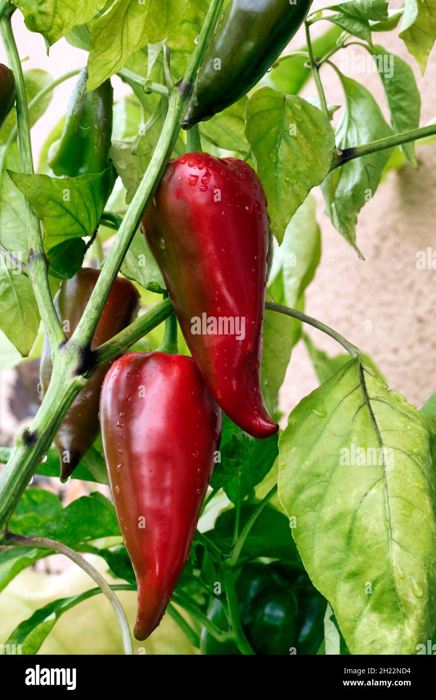 Ripe capsicum hi-res stock photography and images - Alamy