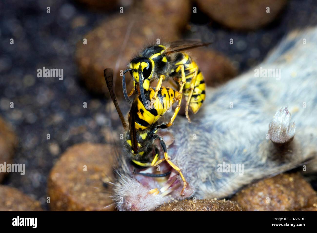 Two Wasps (Vespinae) fighting over a dead House mouse (Mus musculus ...