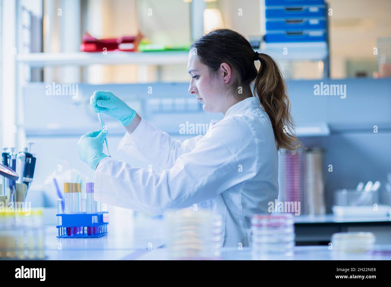 Lab technician pipetting a sample in the lab, Freiburg, Baden ...