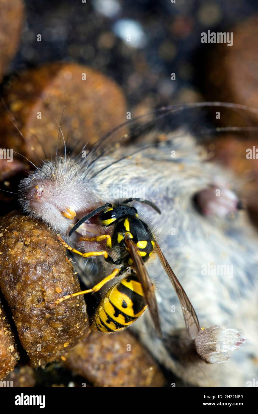 A Wasps (Vespinae) bites pieces of flesh from a dead House mouse (Mus ...