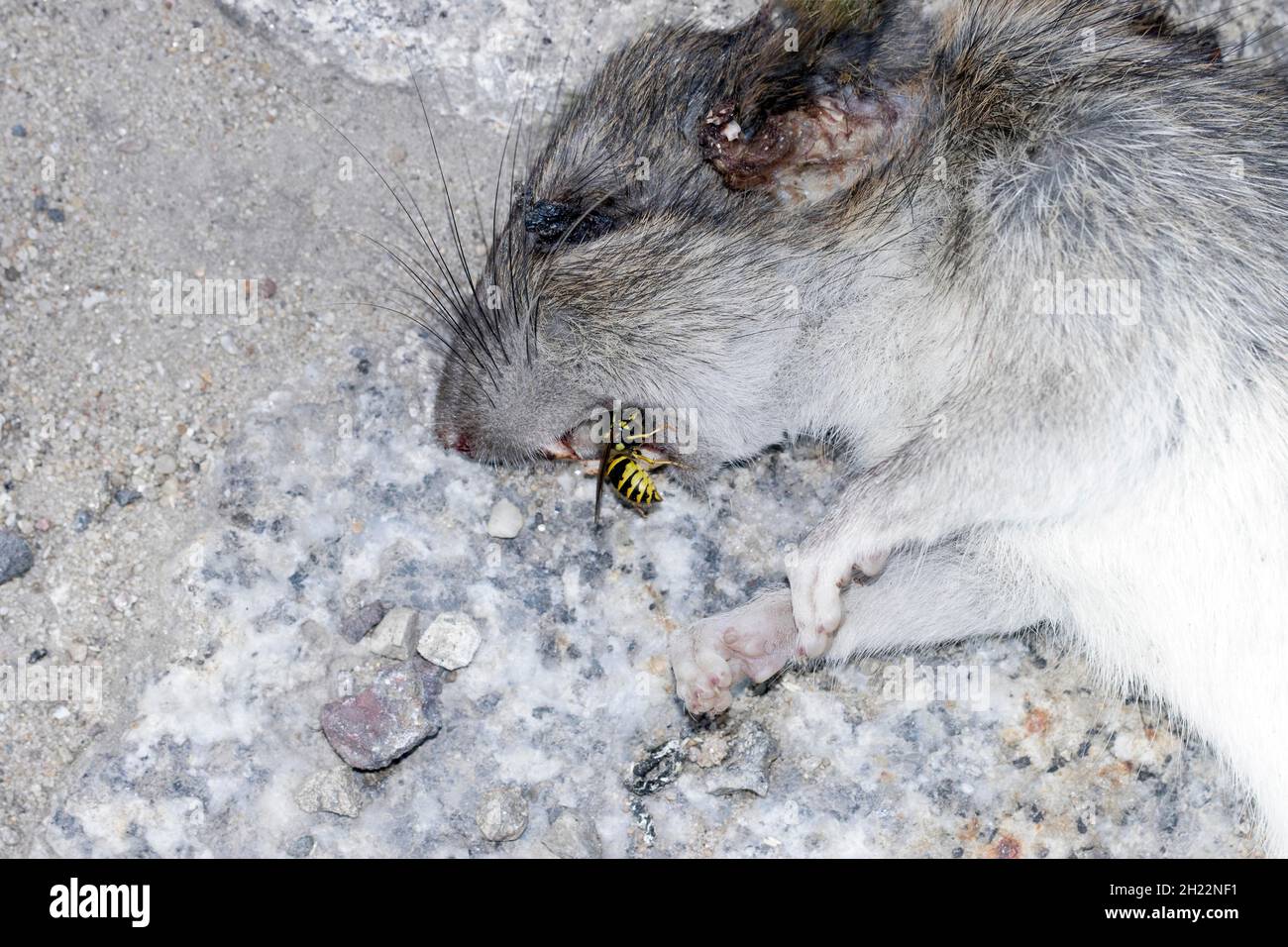 Dead Rat (Rattus) lying on the street with a wasp in its mouth, Berlin ...