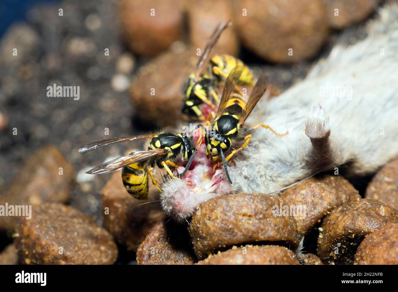 Three Wasps (Vespinae) bite pieces of flesh from a dead House mouse ...