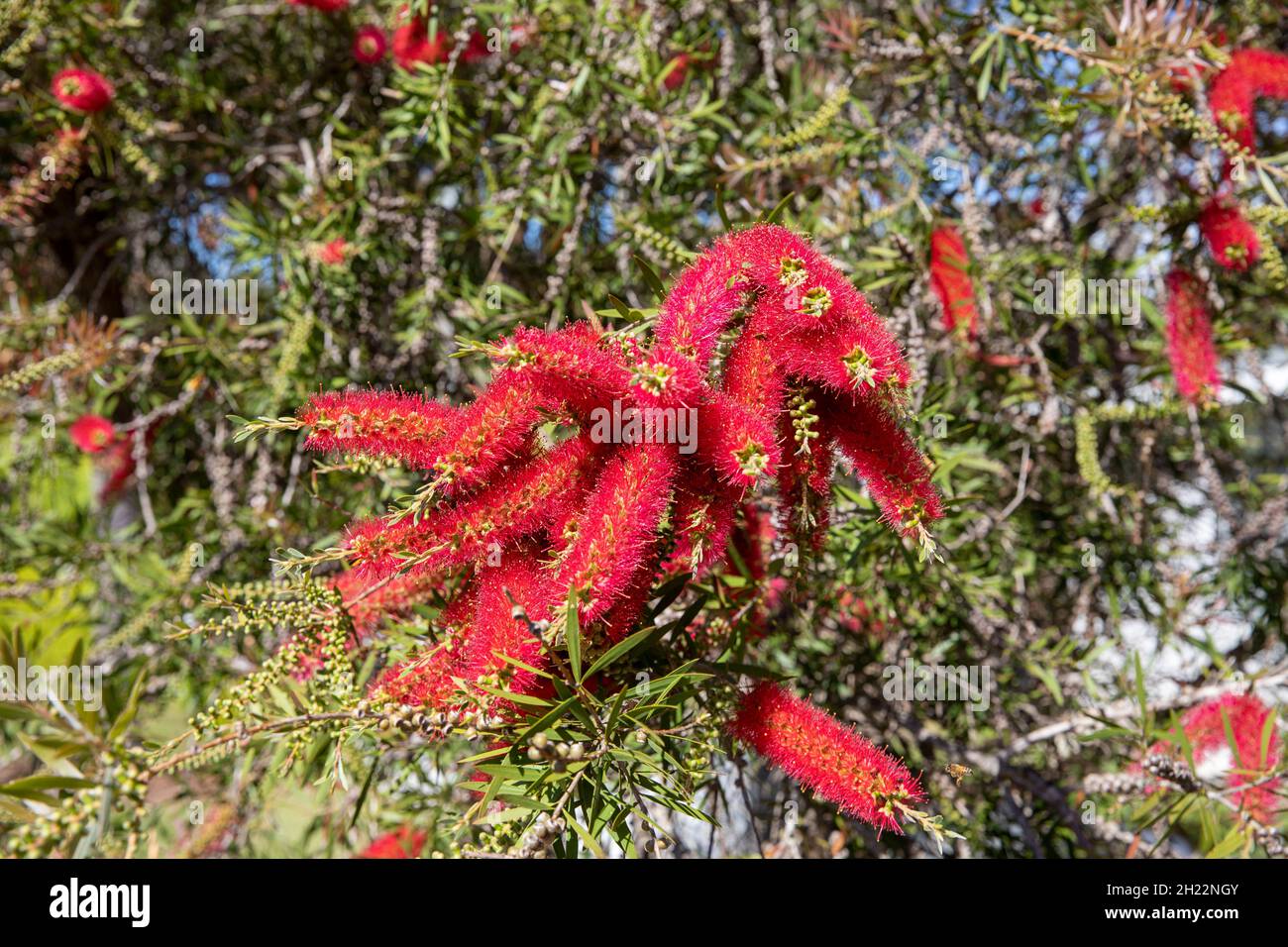 Callistemon viminalis, red flower weeping bottlebrush shrub tree in ...