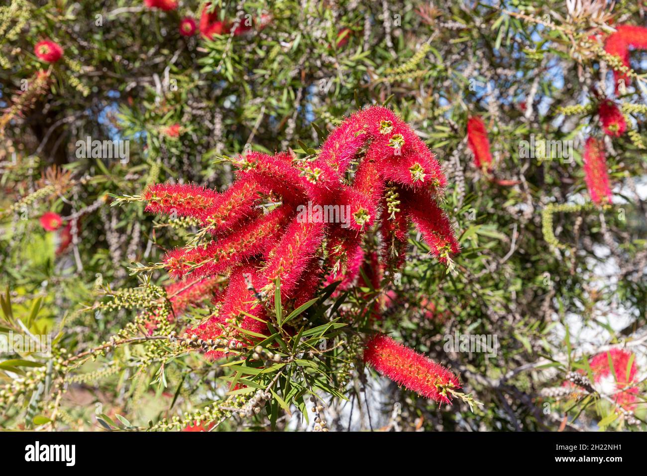 Callistemon viminalis, red flower weeping bottlebrush shrub tree in ...