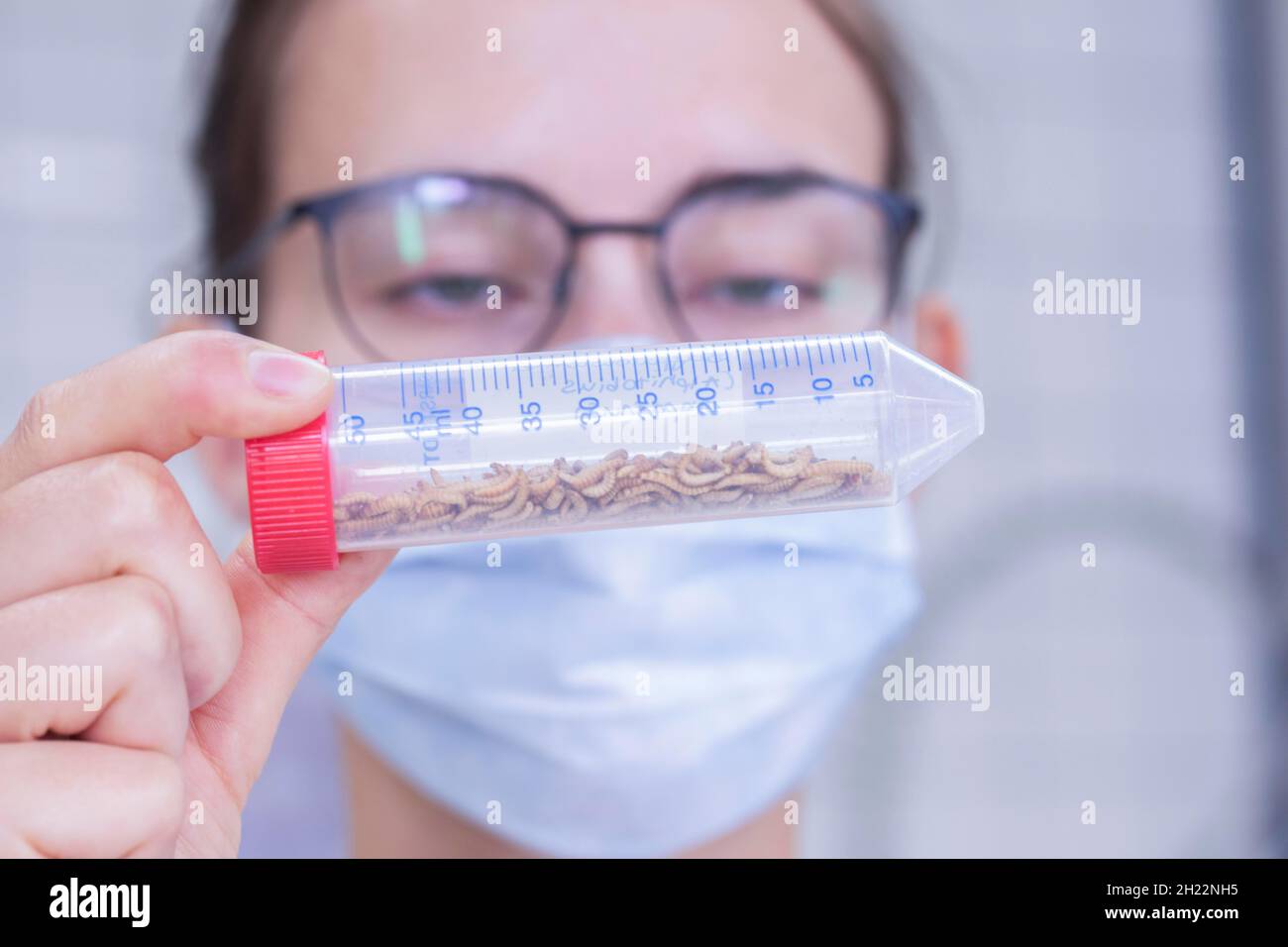 Insect pests, larvae, with tube in a laboratory for food control, food ...