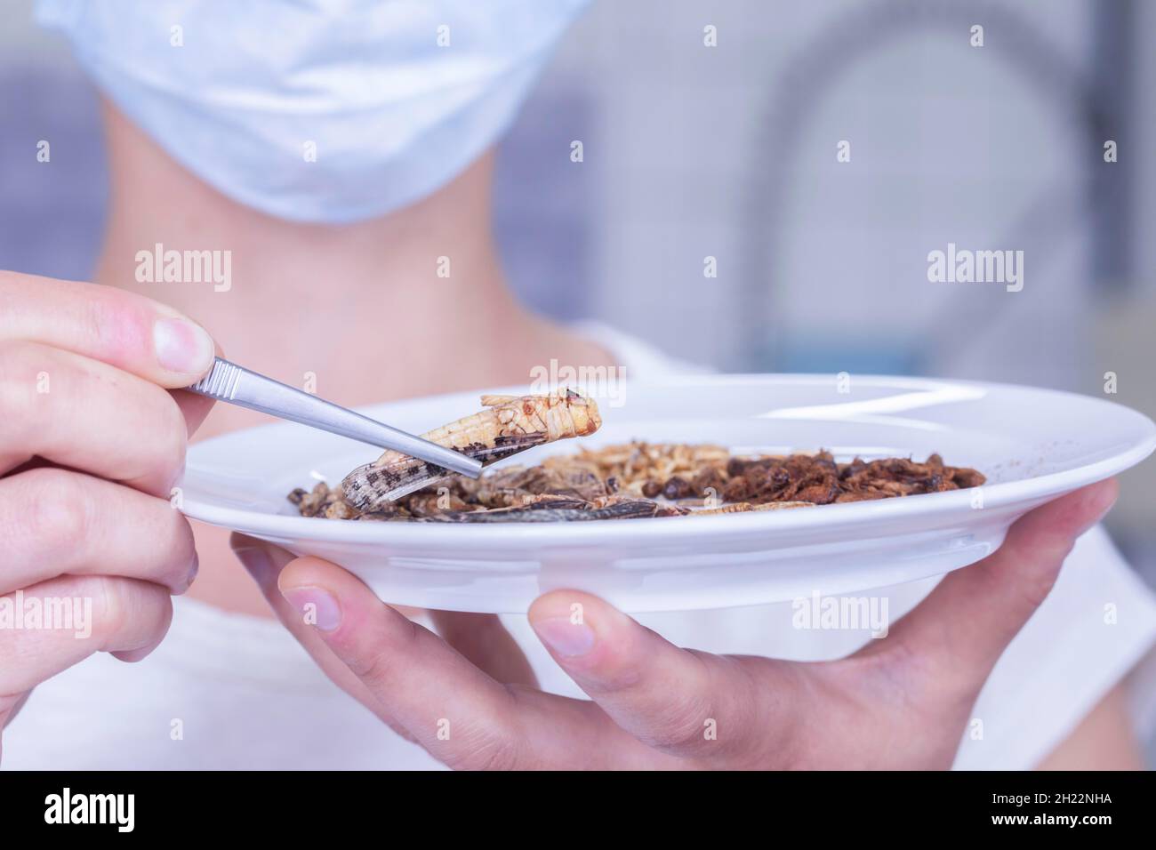 Insect pest display, grasshoppers, with tweezers in a laboratory for ...