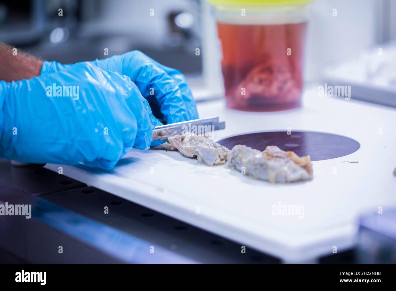 Laboratory technician prepares sample from a bovine animal in the food ...