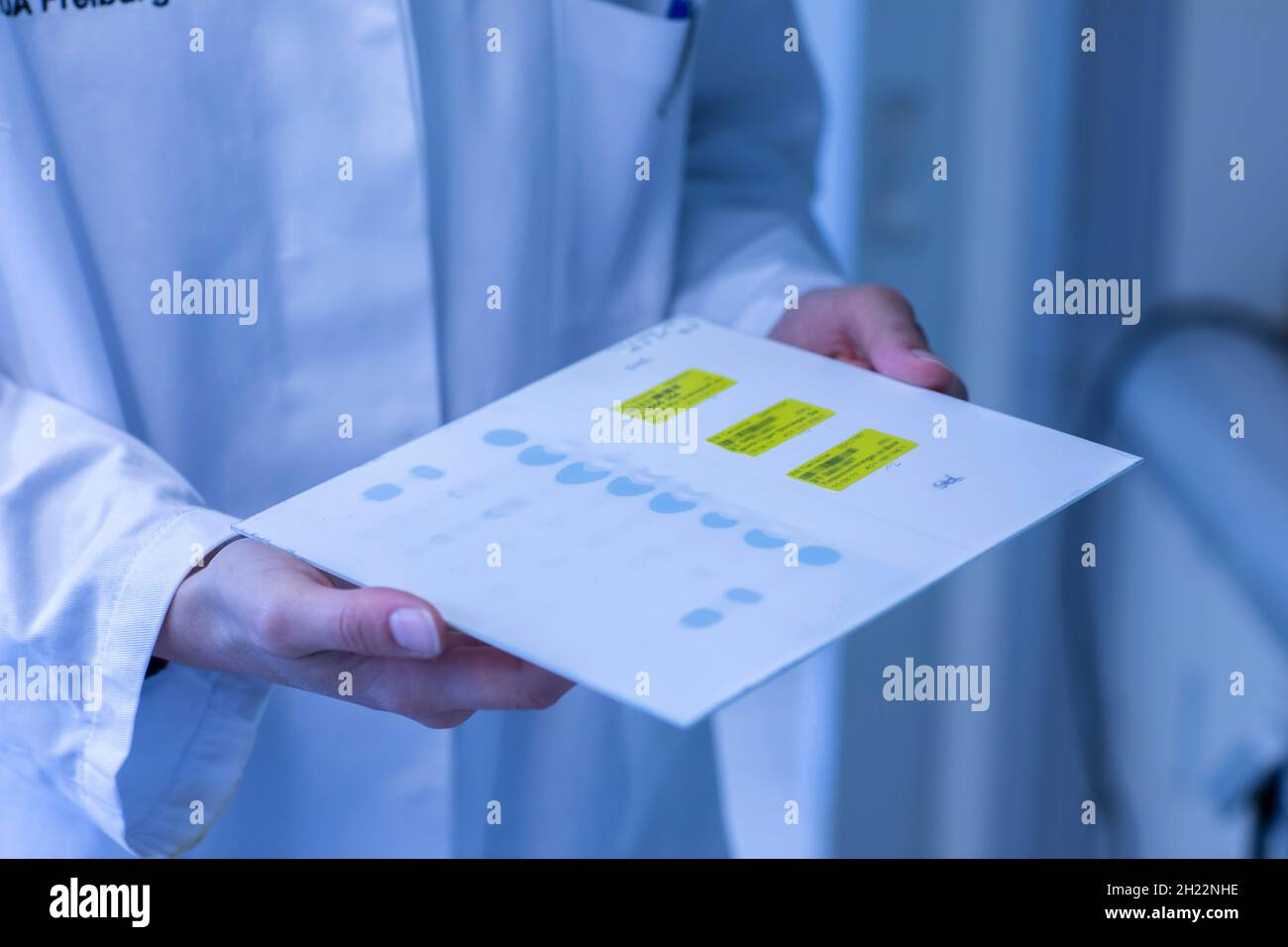 Result of a laboratory examination, chromatography, in the hand of a ...