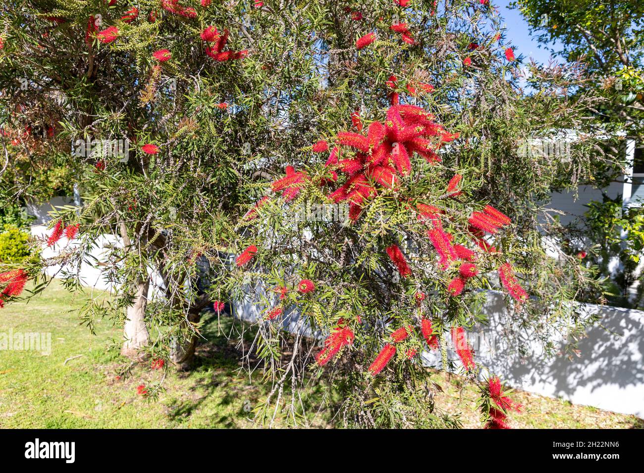Callistemon viminalis, red flower weeping bottlebrush shrub tree in ...