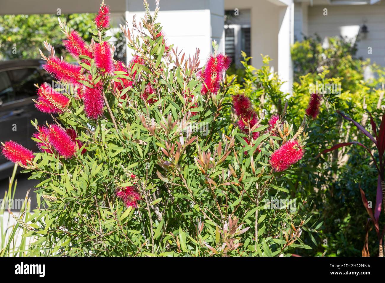 Callistemon viminalis, red flower weeping bottlebrush shrub tree in ...