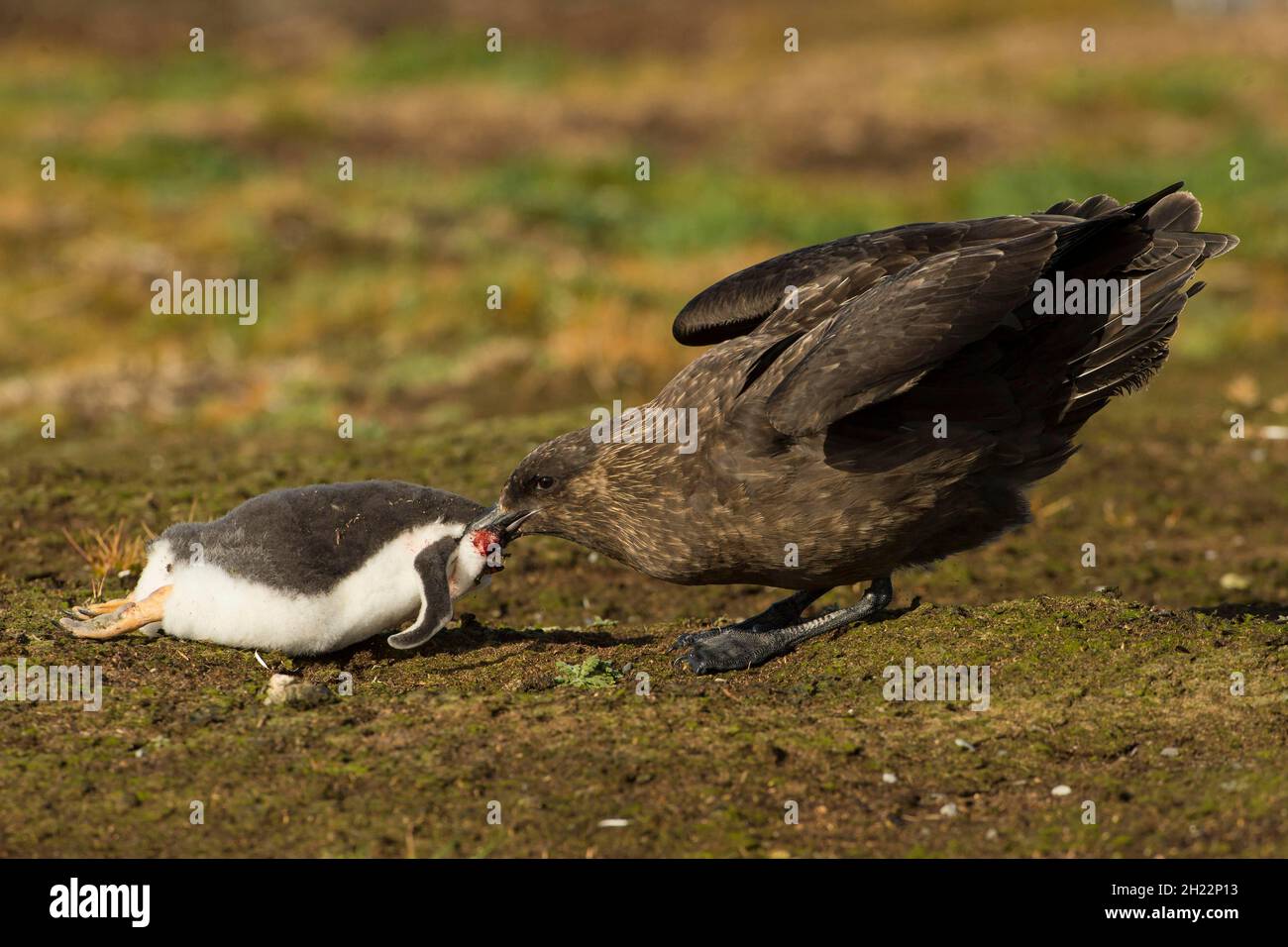 Carcass Island, Subantarctic skua (Stercorarius antarcticus), Falkland Islands, Great Britain ...