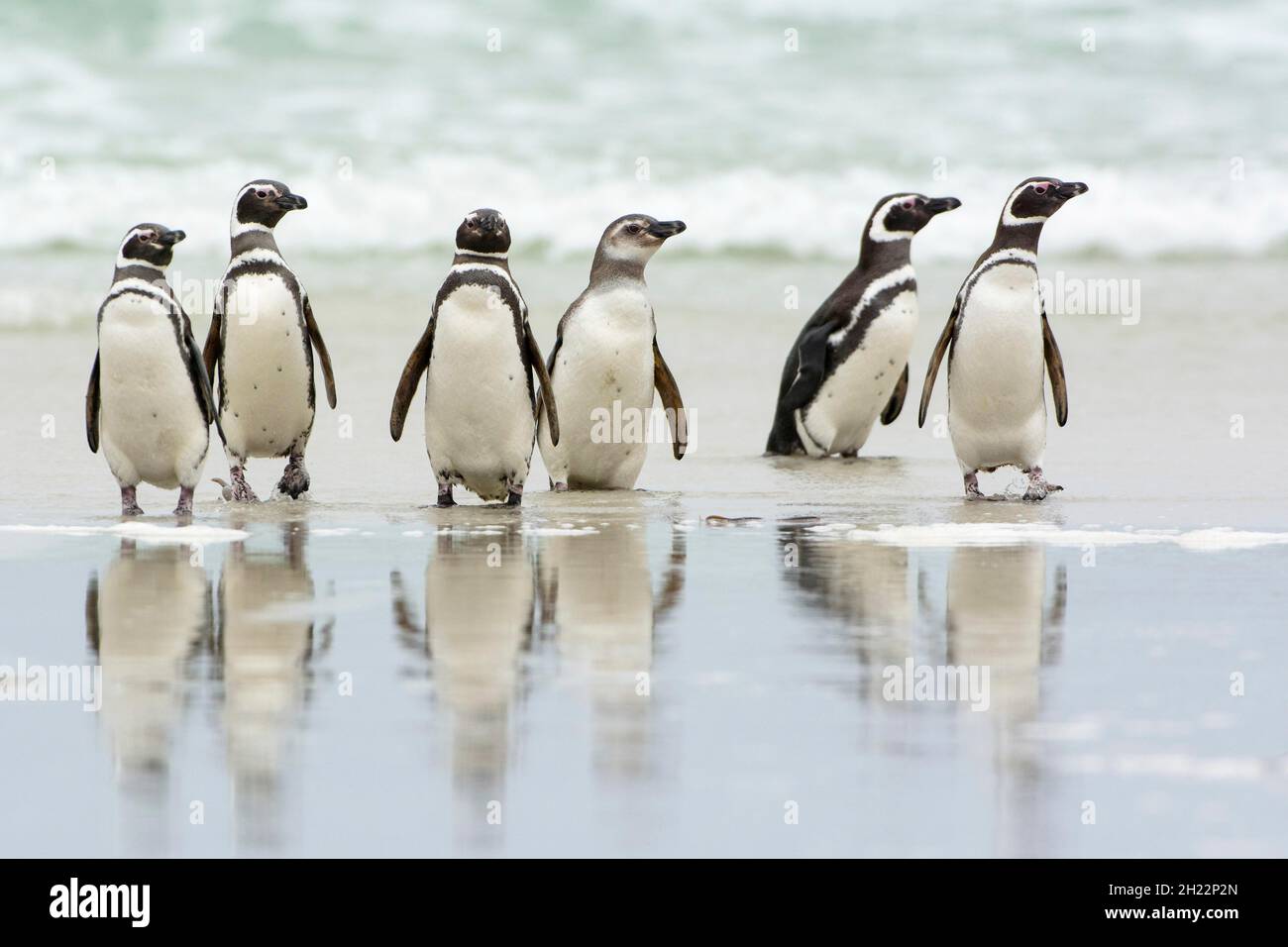 Pebble Island, Magellanic penguins (Spheniscus magellanicus), Falkland ...