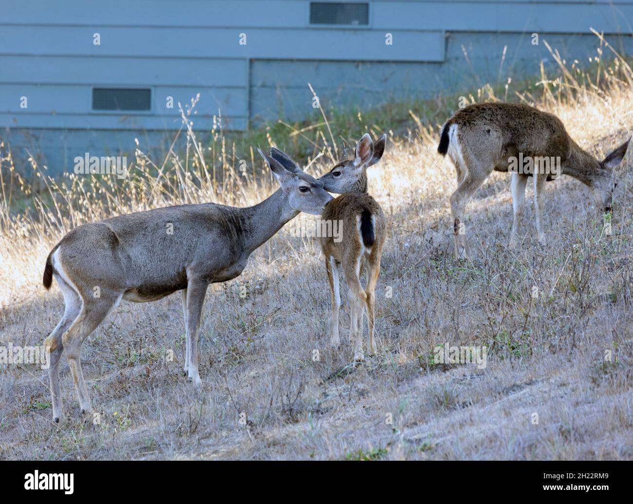 Nuzzling hi-res stock photography and images - Alamy
