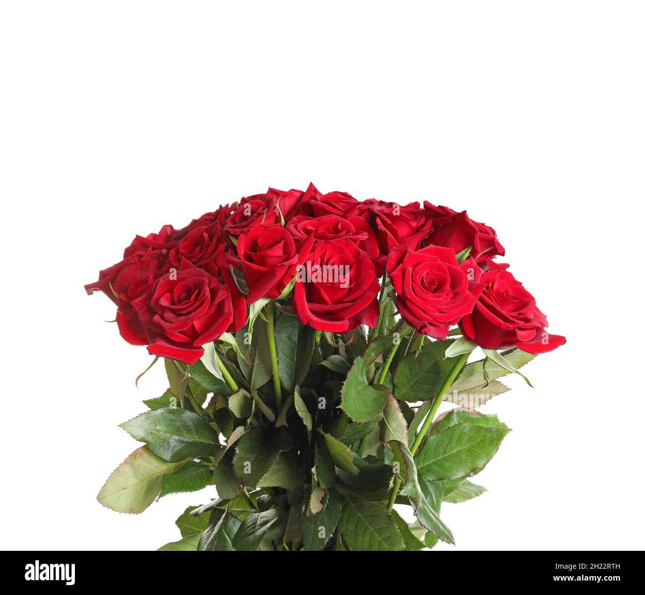Beautiful red rose flowers on white background Stock Photo - Alamy