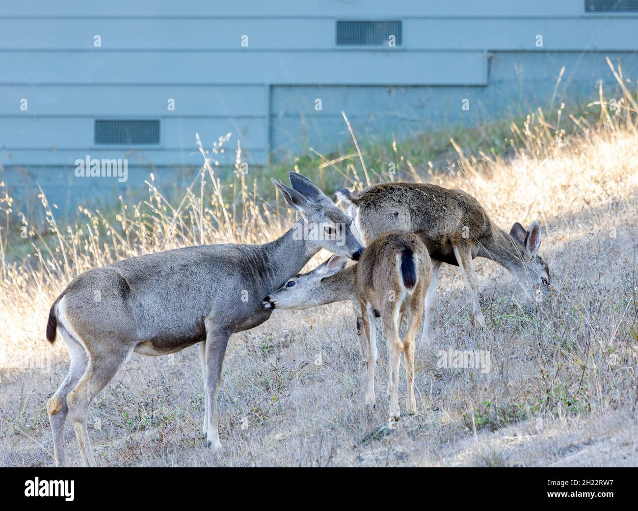 Black tailed doe and fawn nuzzling hi-res stock photography and images ...