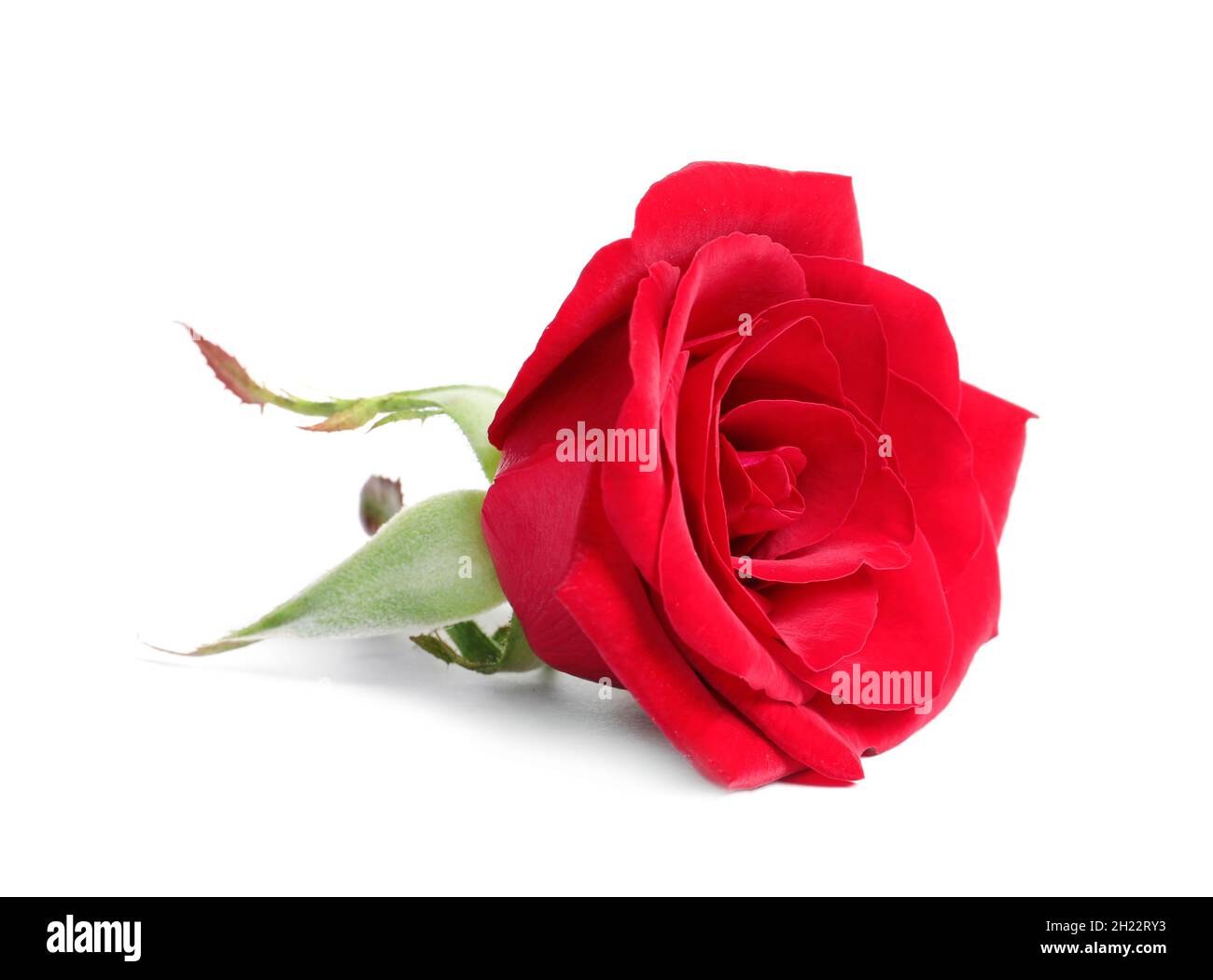Beautiful red rose flower on white background Stock Photo - Alamy