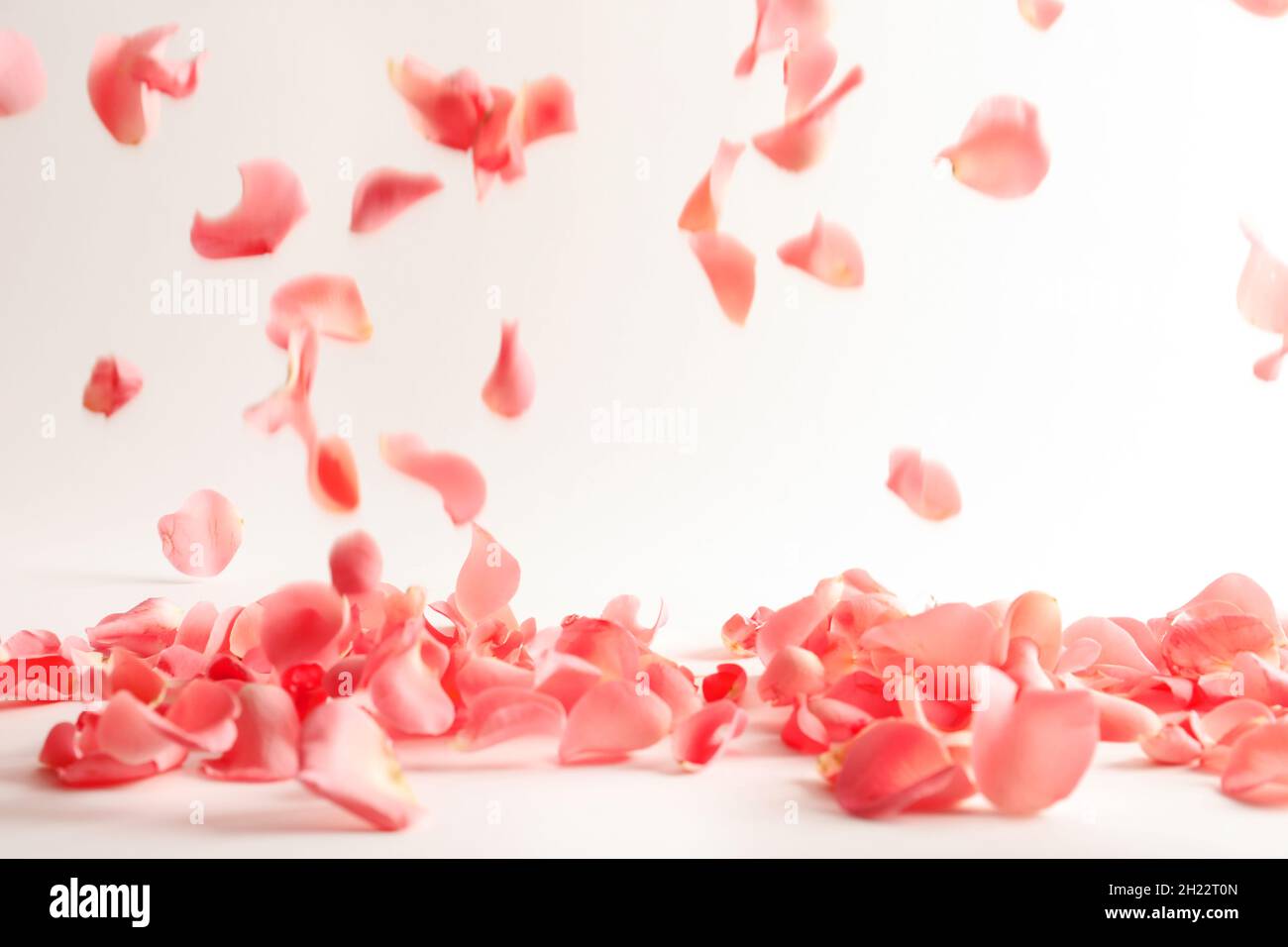 Falling Flower Petals Wallpapers