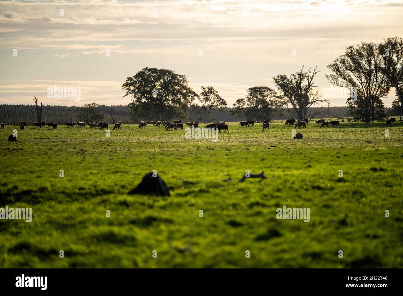 Close up of beef cows and calves grazing on grass in Australia, on a ...