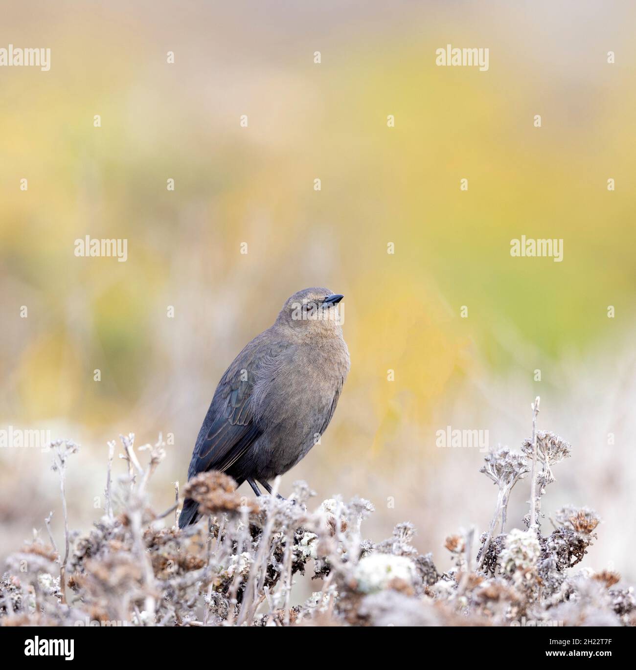 Female blackbird with copy space hi-res stock photography and images ...