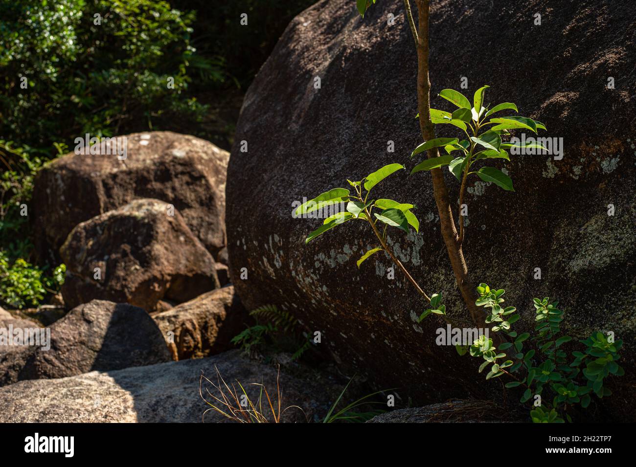 Forest Tree Growing by the Rock Stock Photo - Alamy