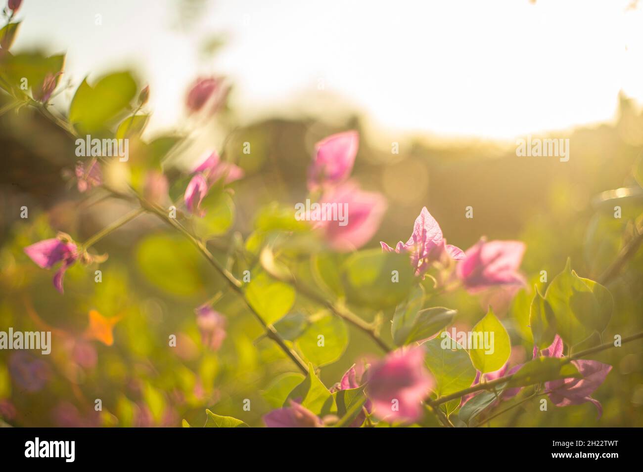 Soft focus forest hi-res stock photography and images - Alamy
